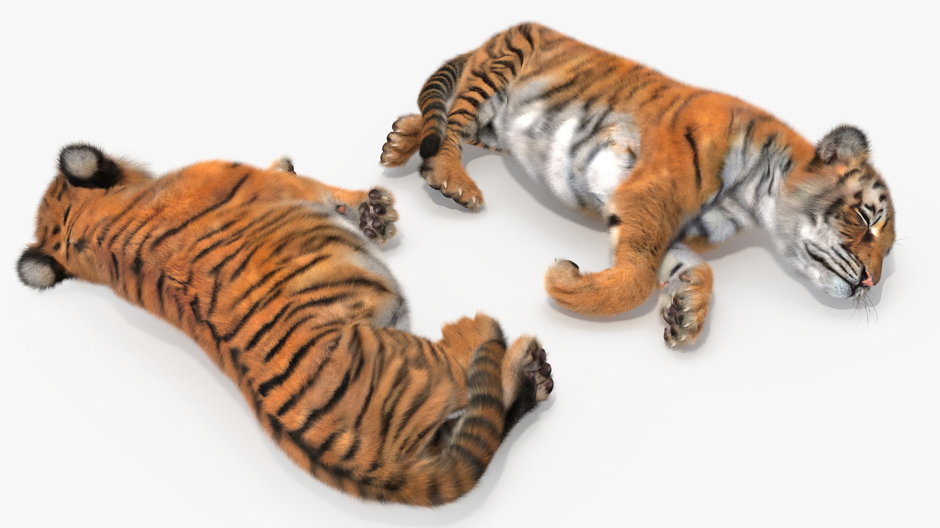 3D Tiger Cub Fur Rigged Model - TurboSquid 2342426