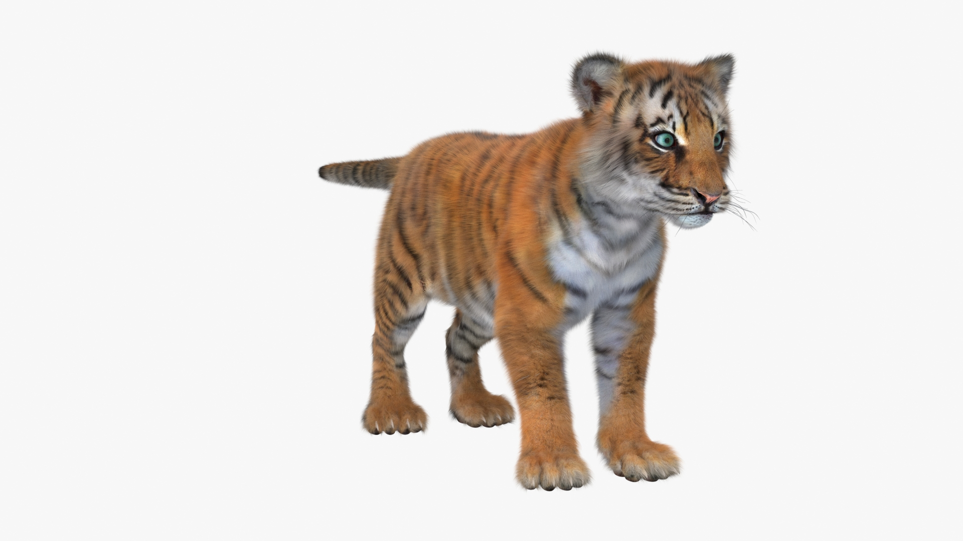 3D Tiger Cub Fur Rigged Model - TurboSquid 2342426