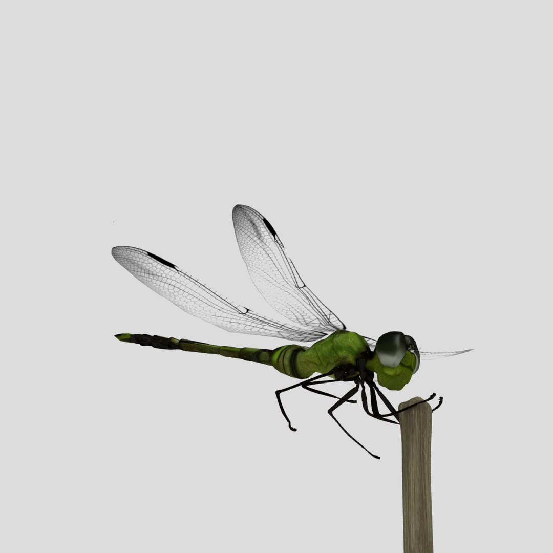 Max Dragonfly Animation Insect