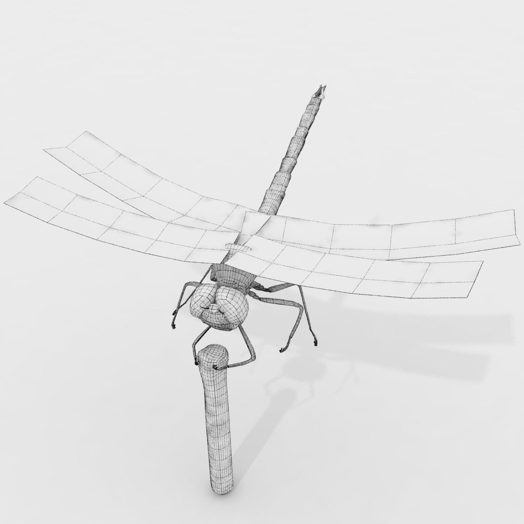 Max Dragonfly Animation Insect
