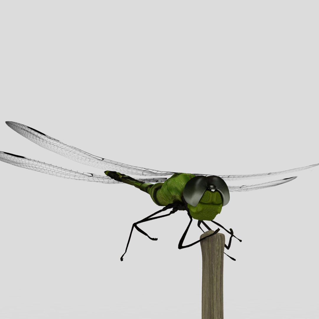 Max Dragonfly Animation Insect