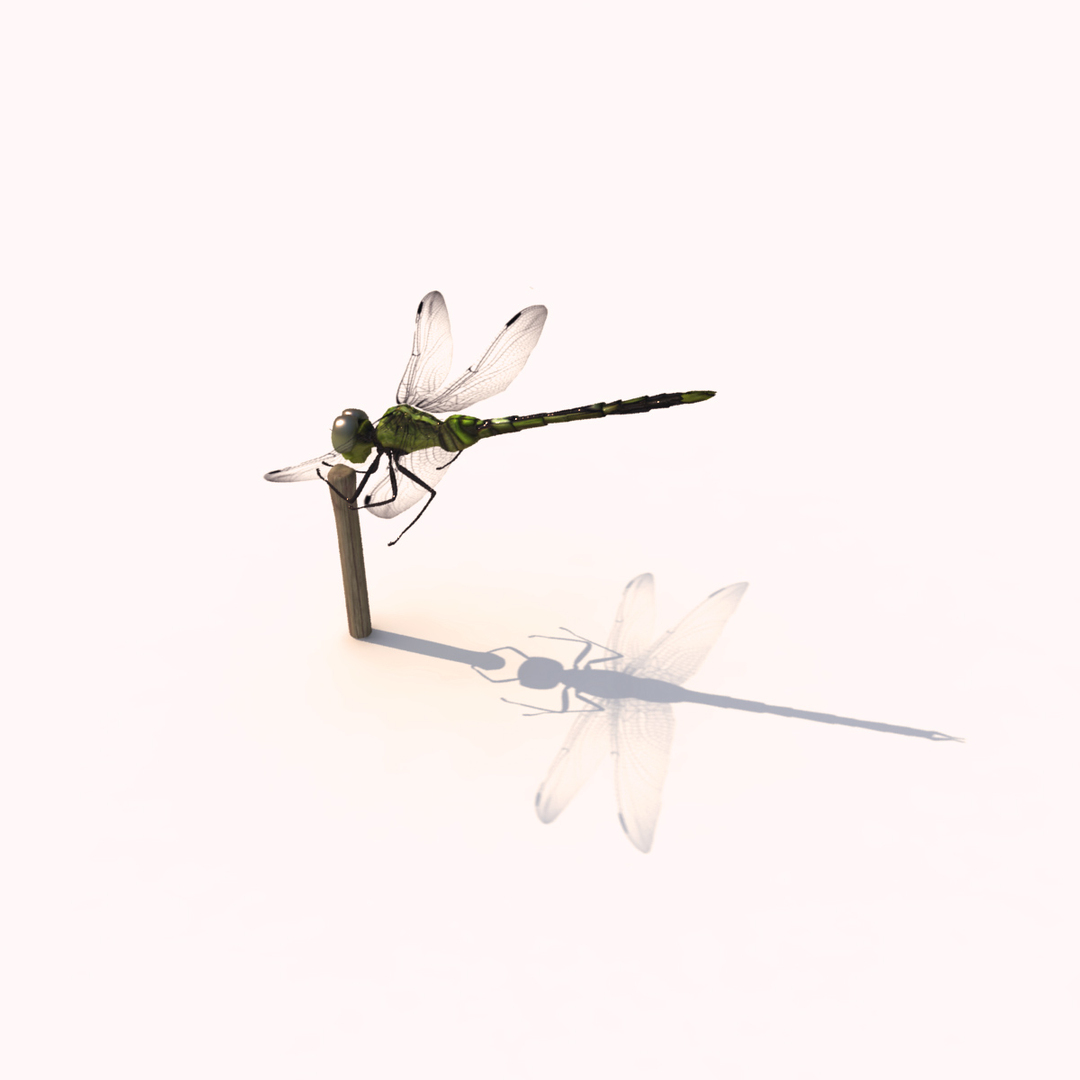 Max Dragonfly Animation Insect
