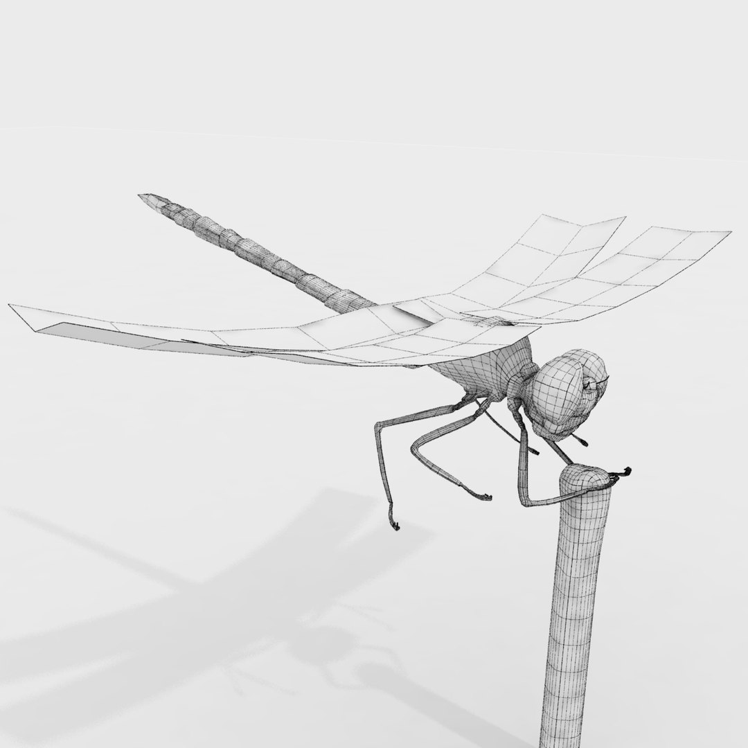 Max Dragonfly Animation Insect