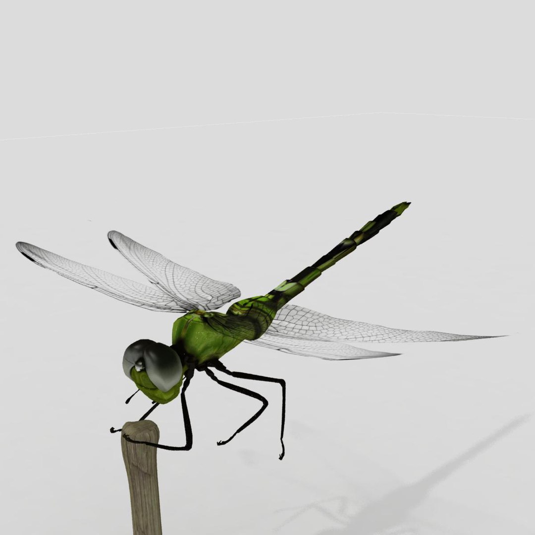 Max Dragonfly Animation Insect