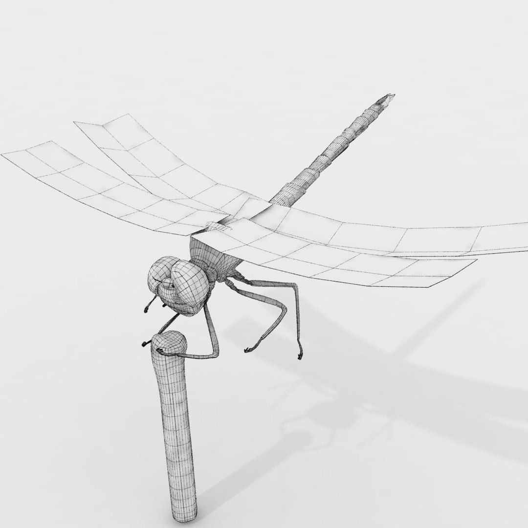 Max Dragonfly Animation Insect