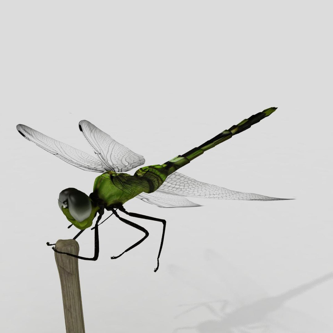 Max Dragonfly Animation Insect