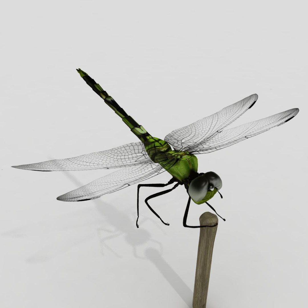 Max Dragonfly Animation Insect