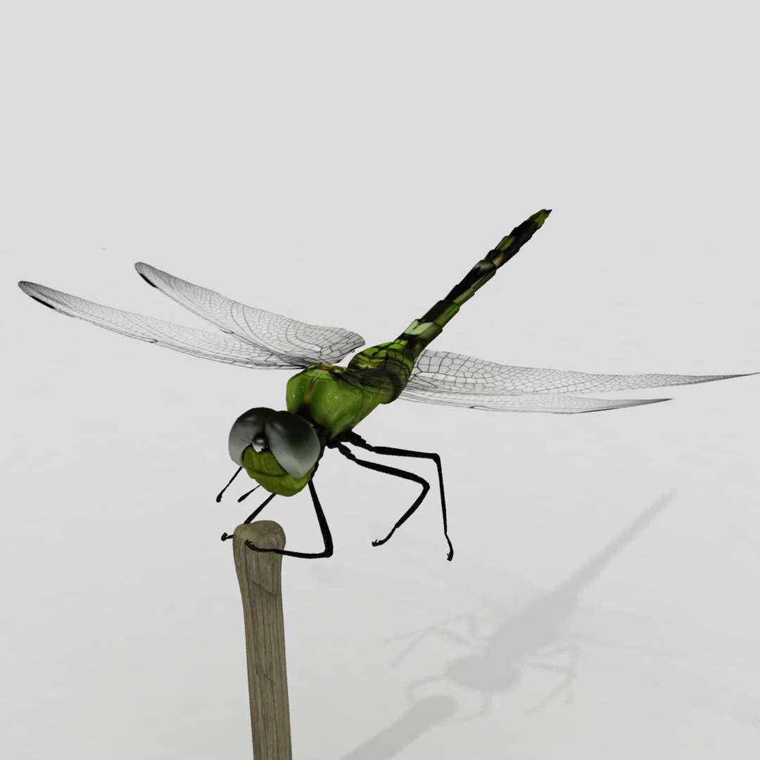 Max Dragonfly Animation Insect