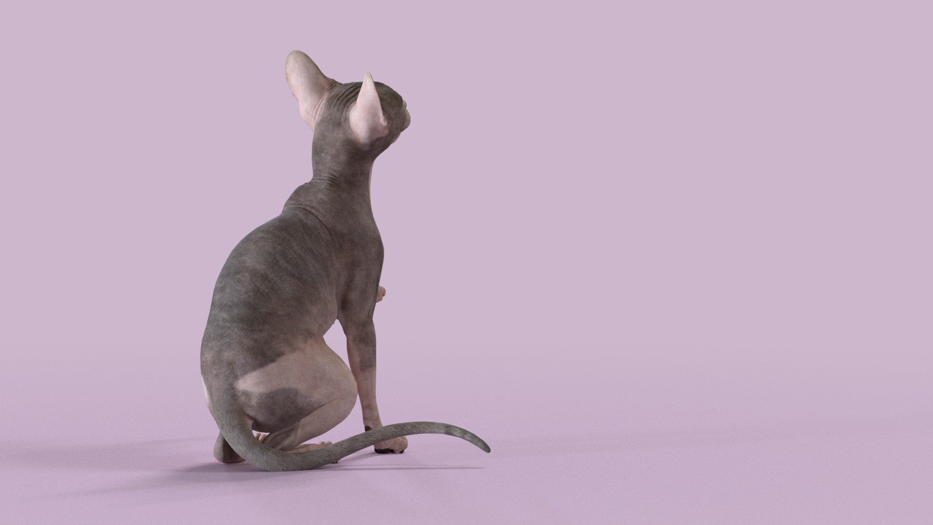 3D sphynx cat sitting pose - TurboSquid 1661632