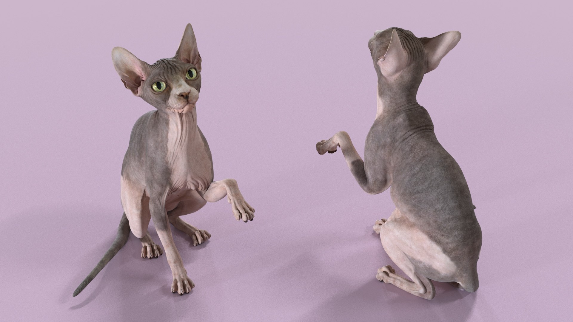 3D sphynx cat sitting pose - TurboSquid 1661632
