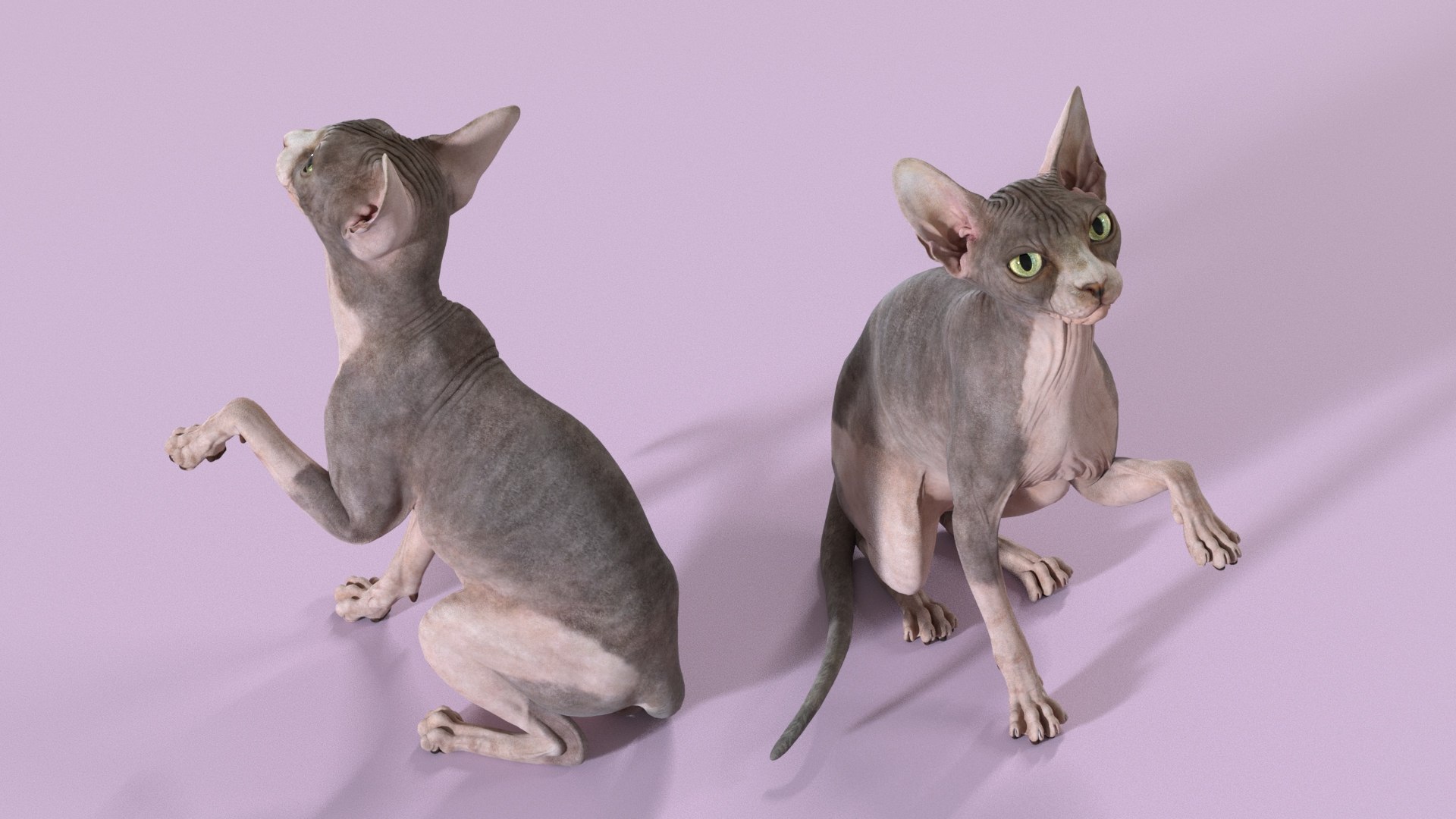3D sphynx cat sitting pose - TurboSquid 1661632