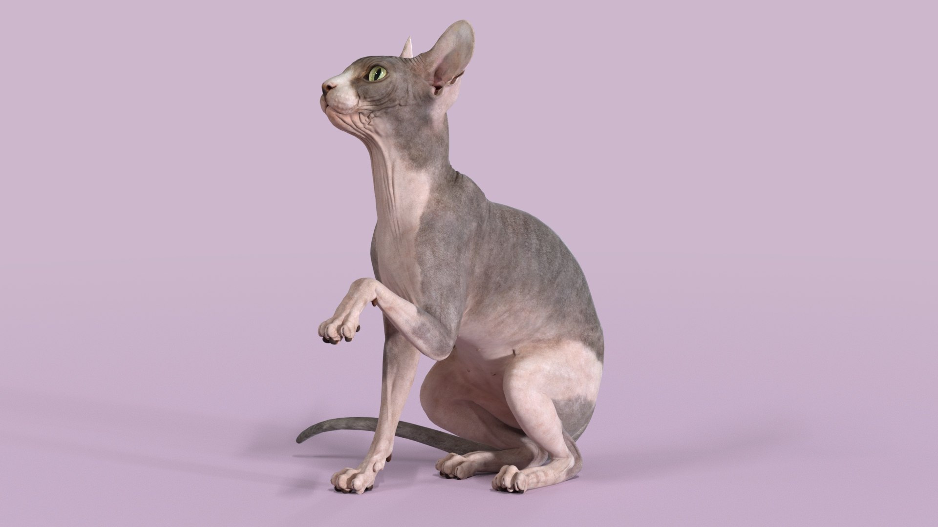 3D sphynx cat sitting pose - TurboSquid 1661632