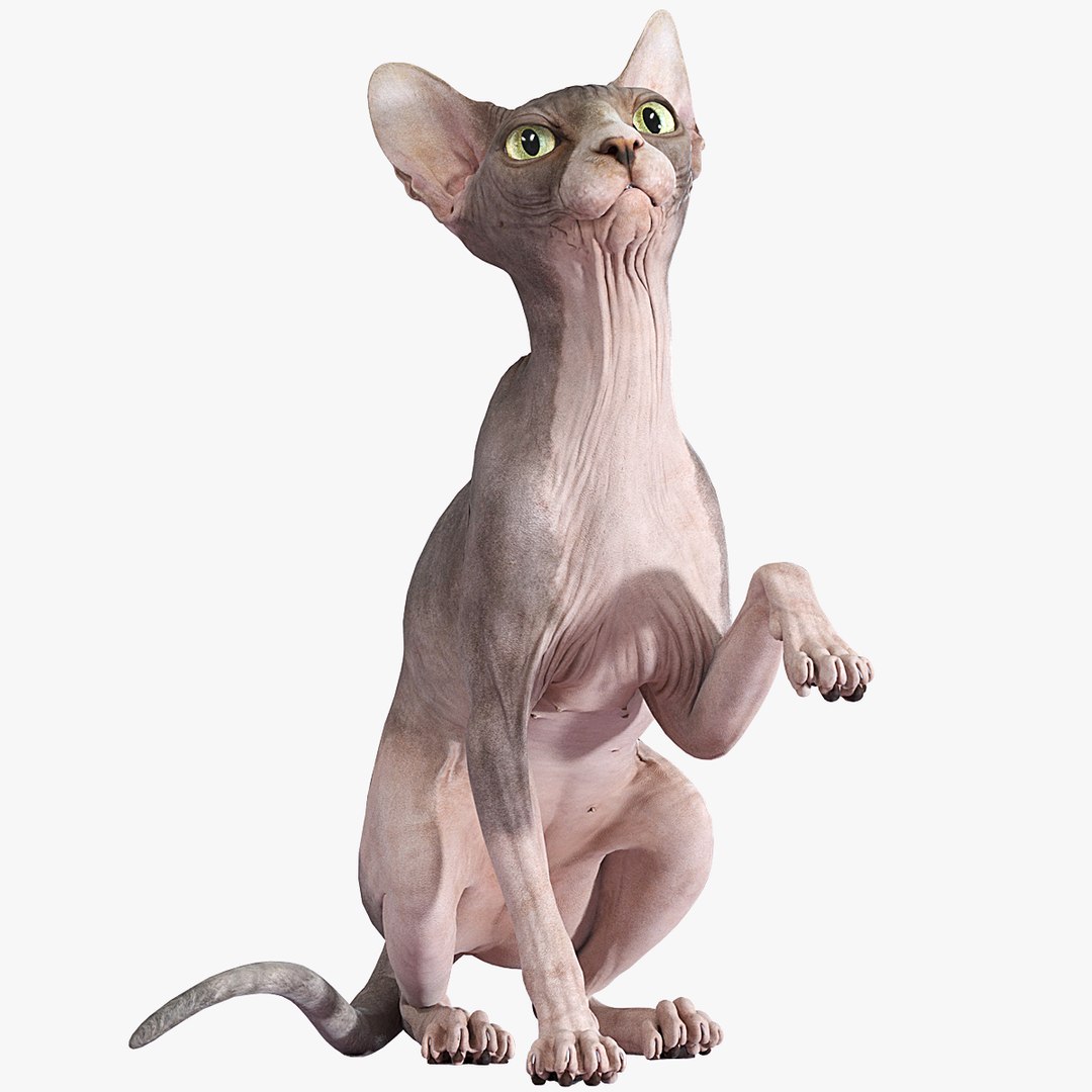 3D sphynx cat sitting pose - TurboSquid 1661632