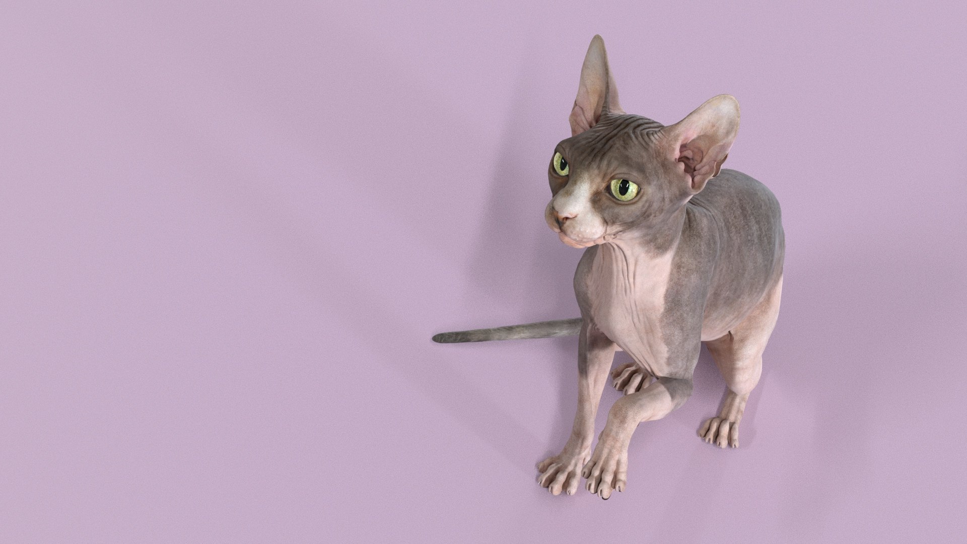 3D sphynx cat sitting pose - TurboSquid 1661632