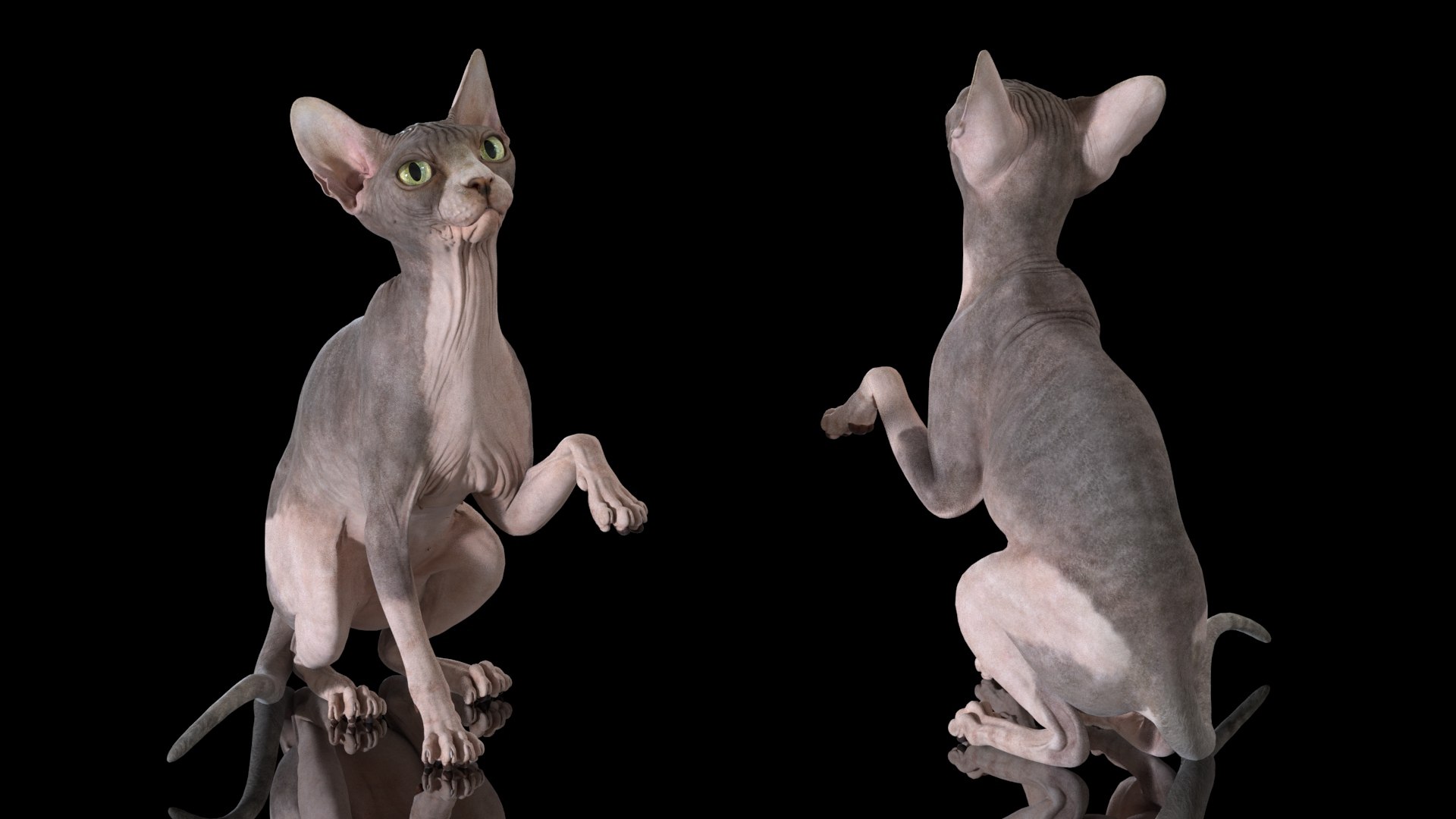 3D sphynx cat sitting pose - TurboSquid 1661632