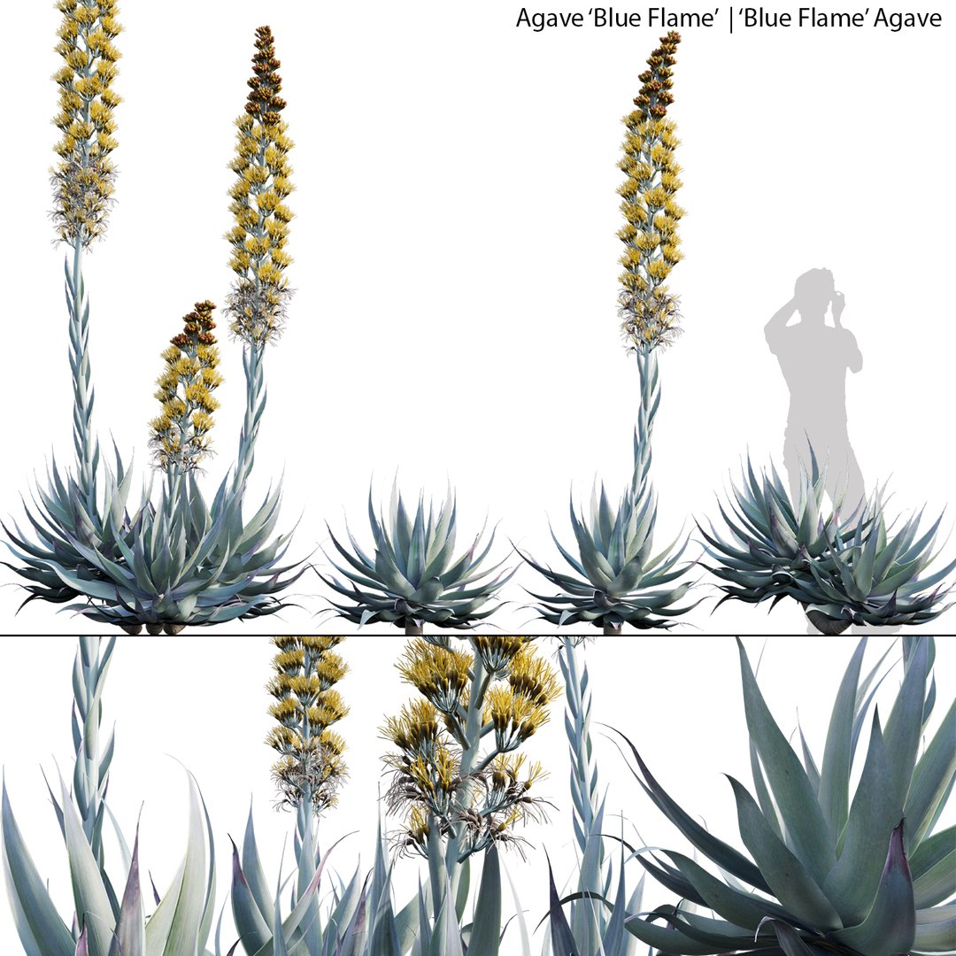 3D Agave Blue Flame model - TurboSquid 1918193