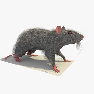 3d black mouse rat standing