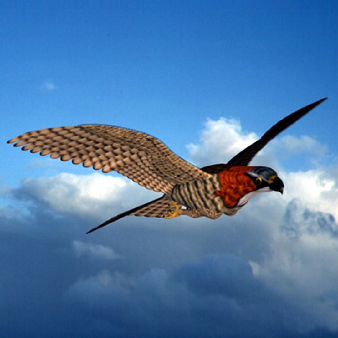 hawk bird 3d model