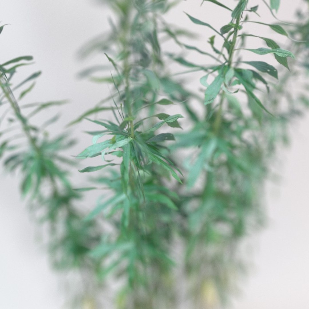 3D Plant Goldenrod Model - TurboSquid 1177144