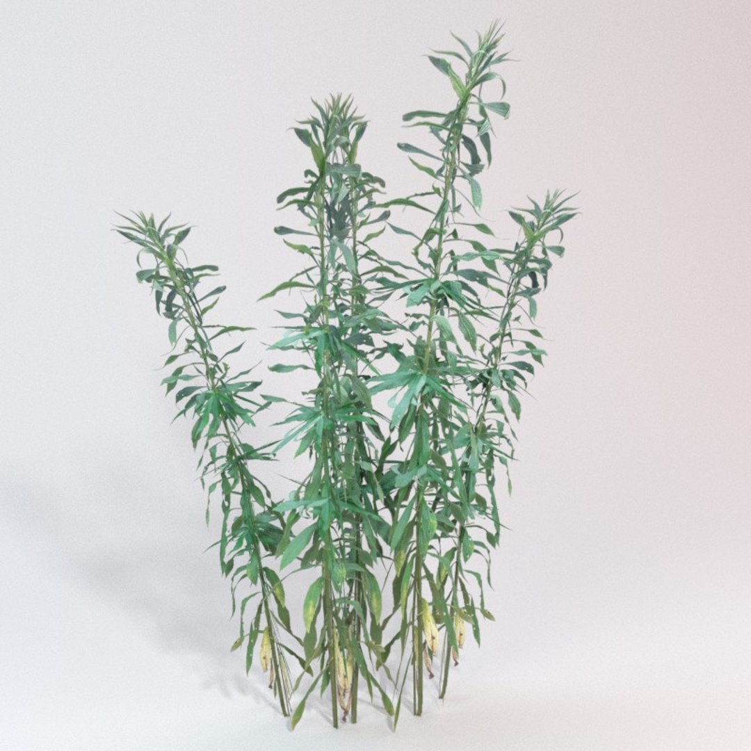 3D Plant Goldenrod Model - TurboSquid 1177144