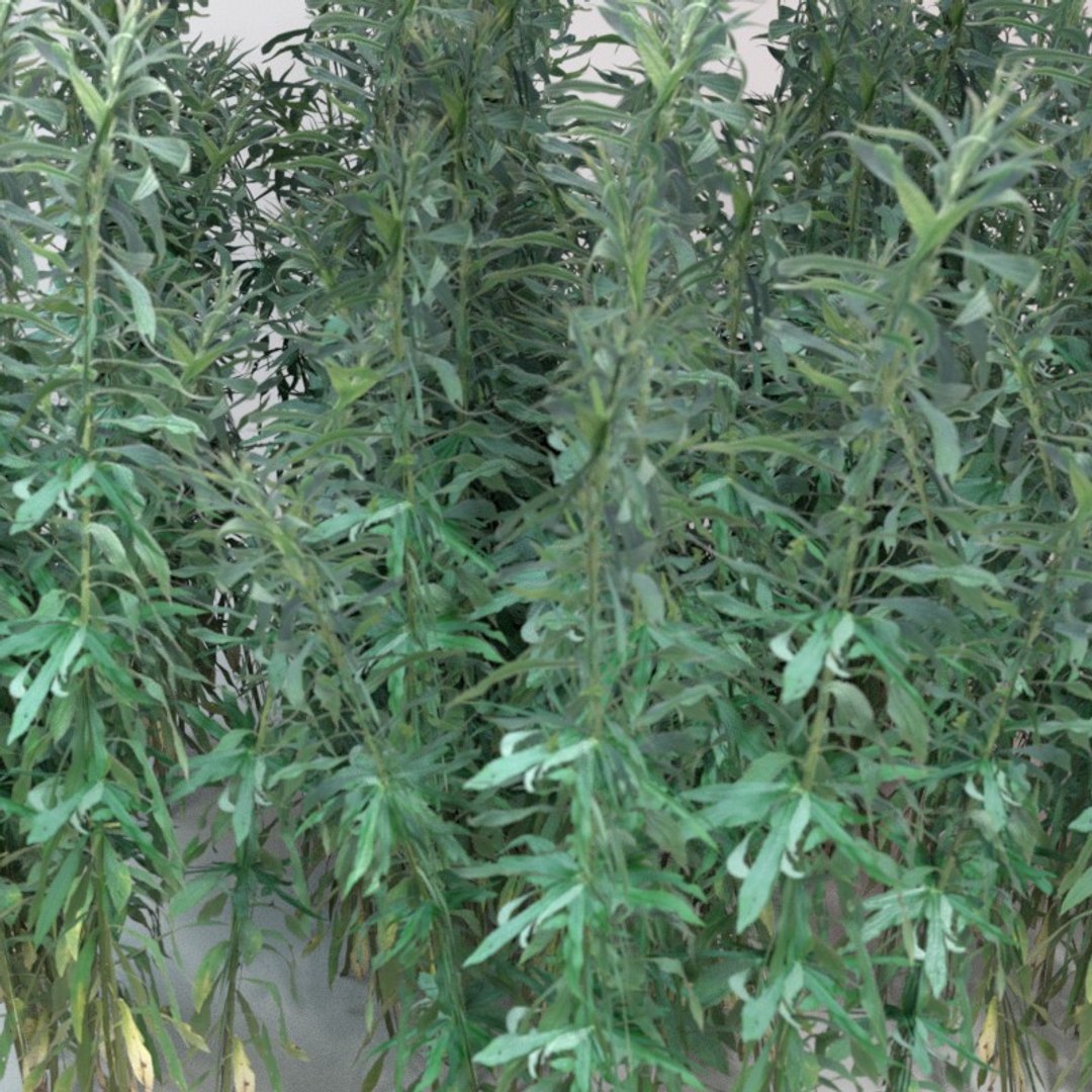 3D Plant Goldenrod Model - TurboSquid 1177144