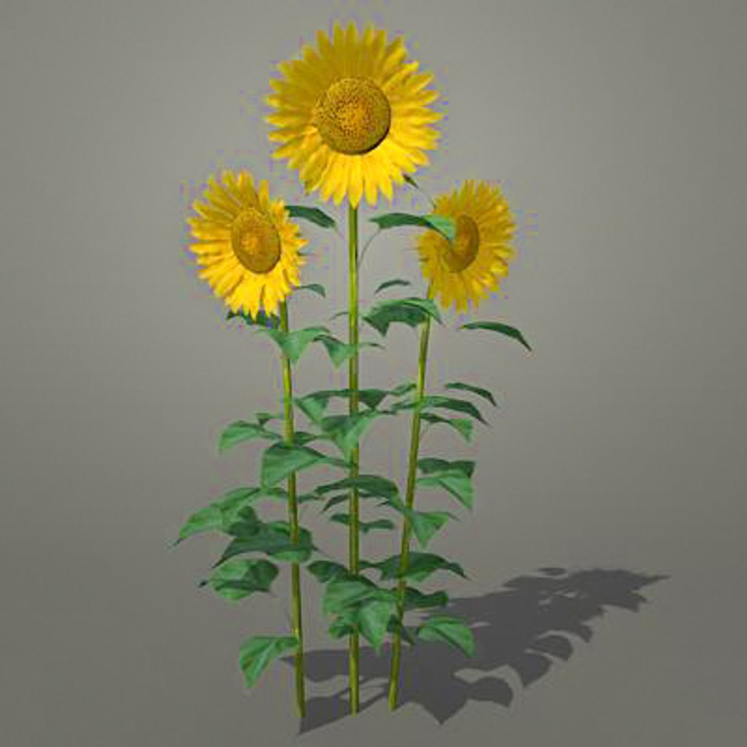 3d Sunflower Model