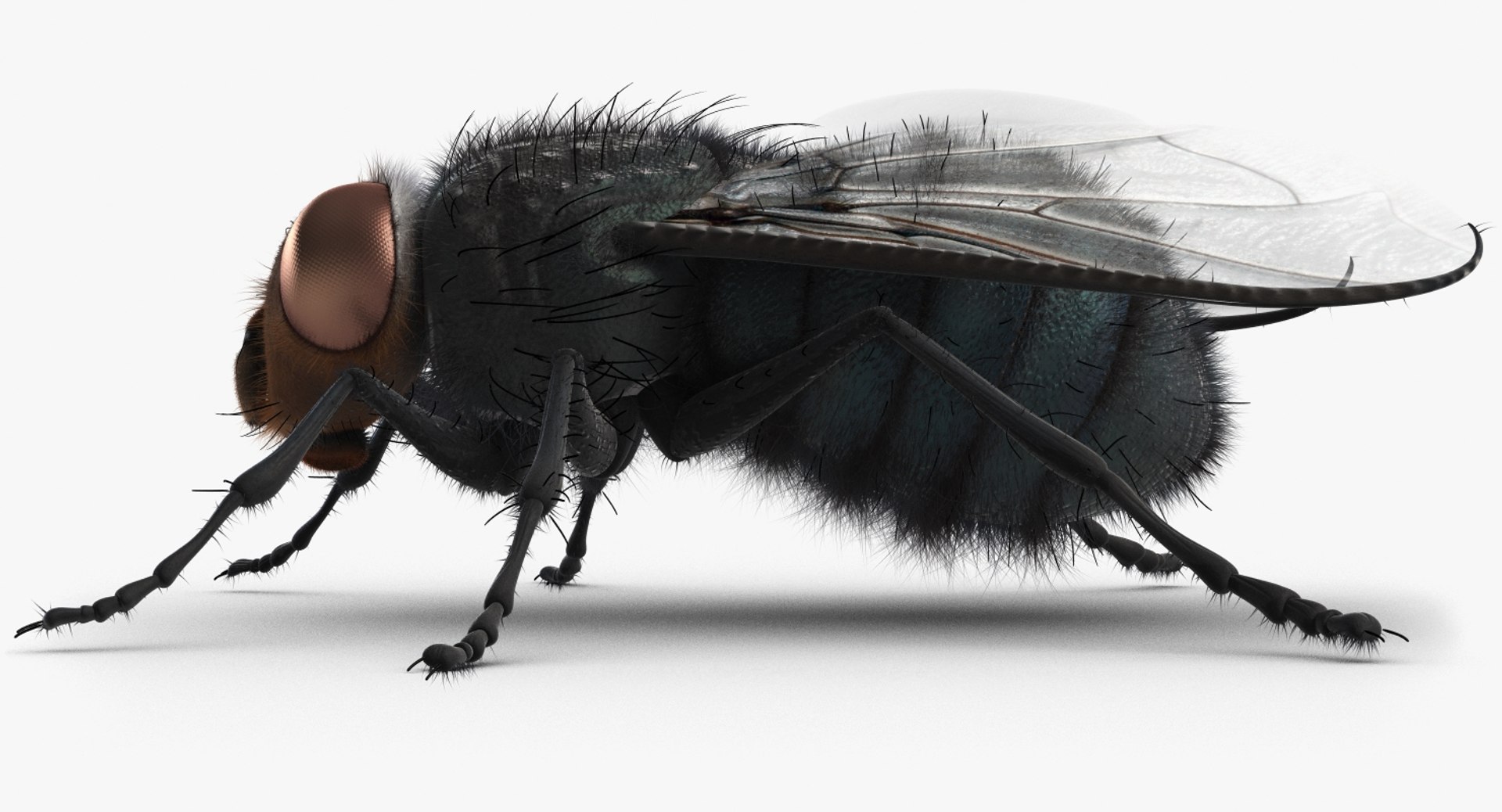 3d Housefly Fly