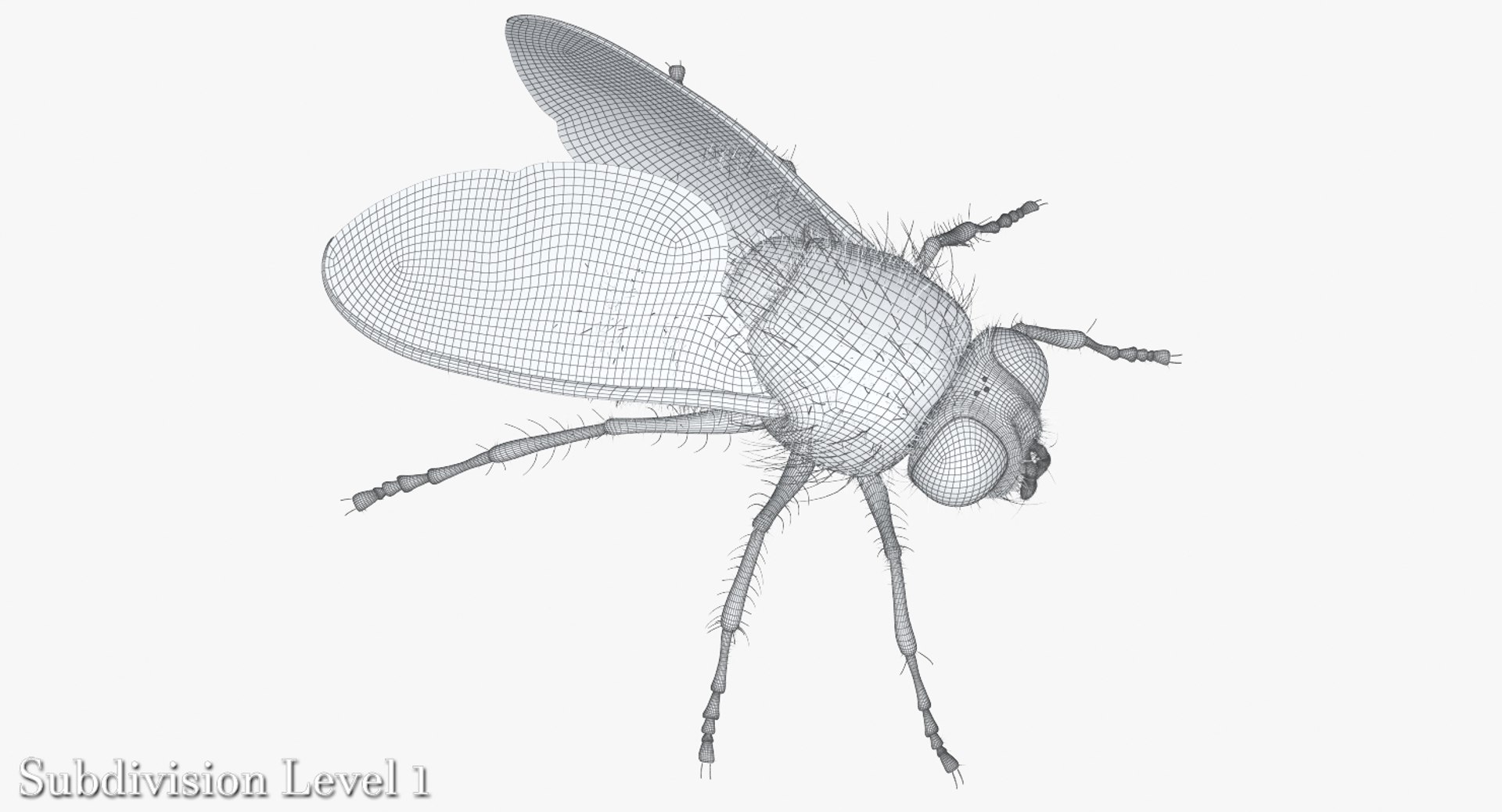3d Housefly Fly