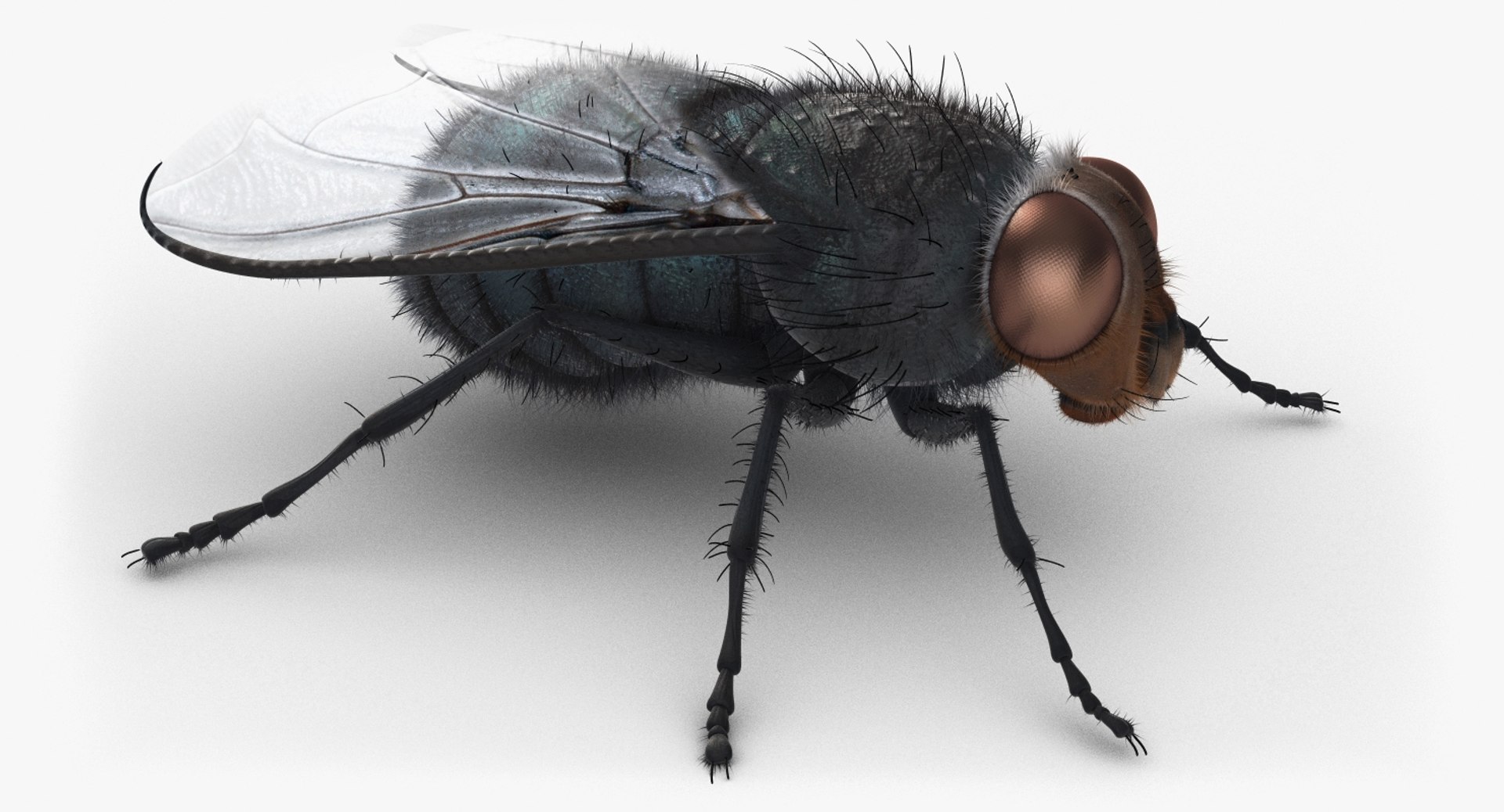 3d Housefly Fly