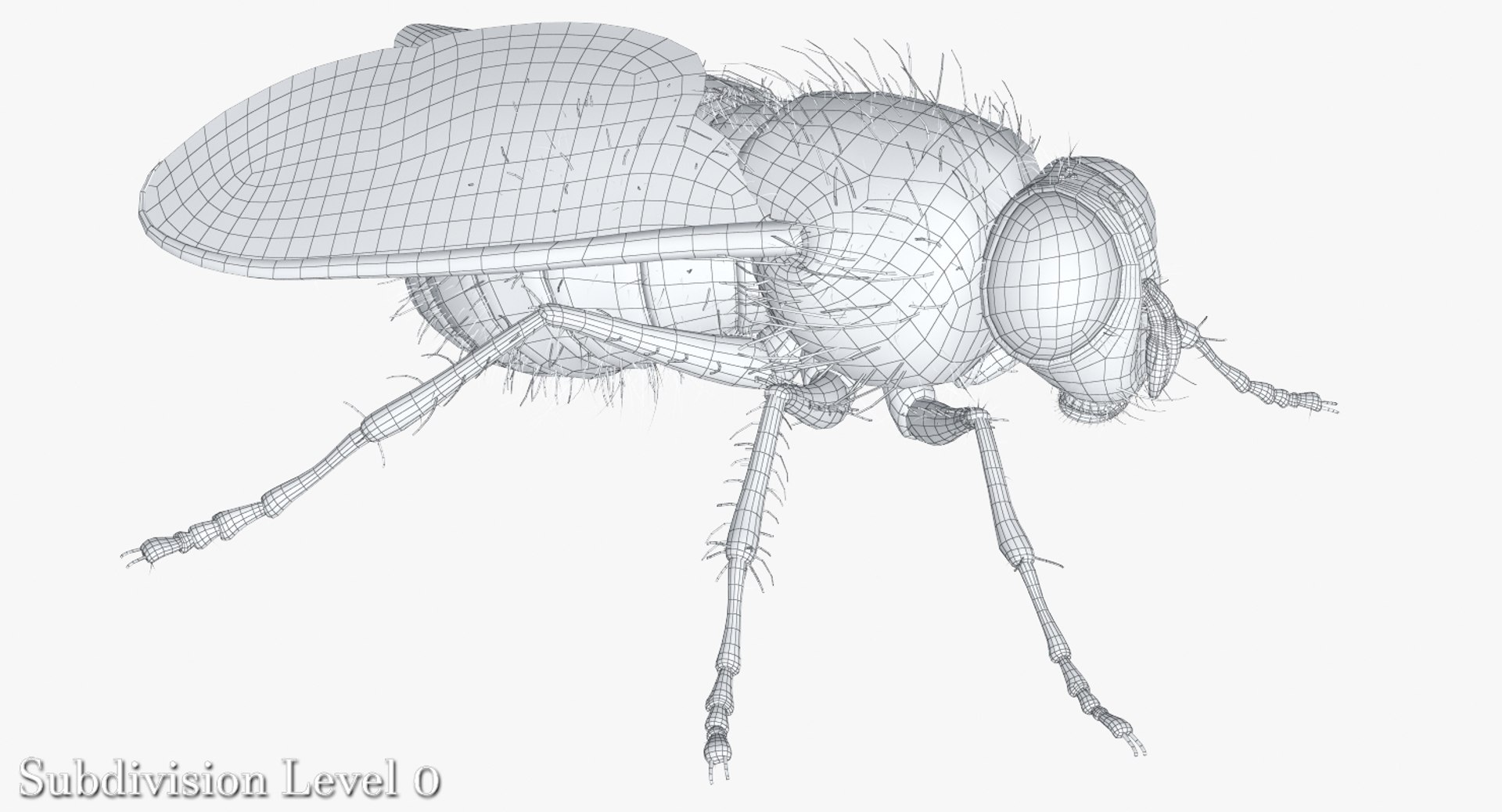 3d Housefly Fly