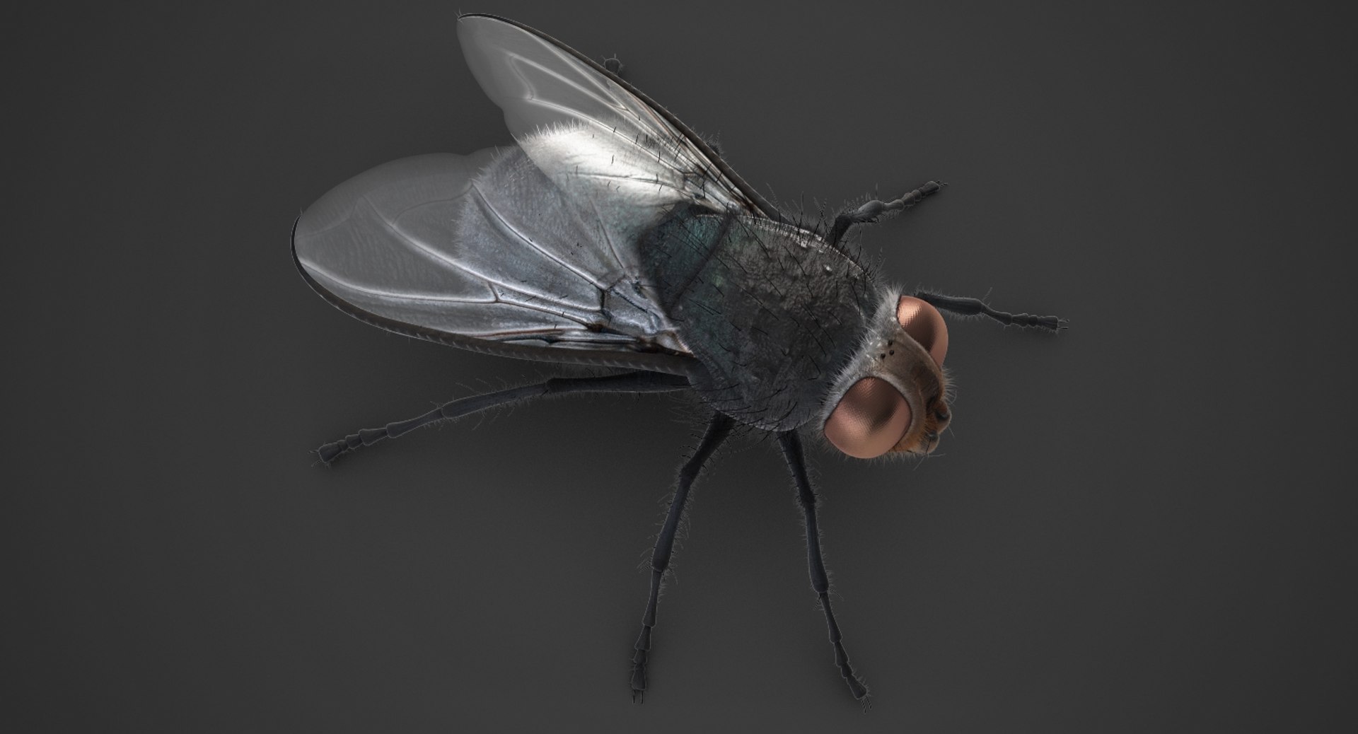 3d Housefly Fly