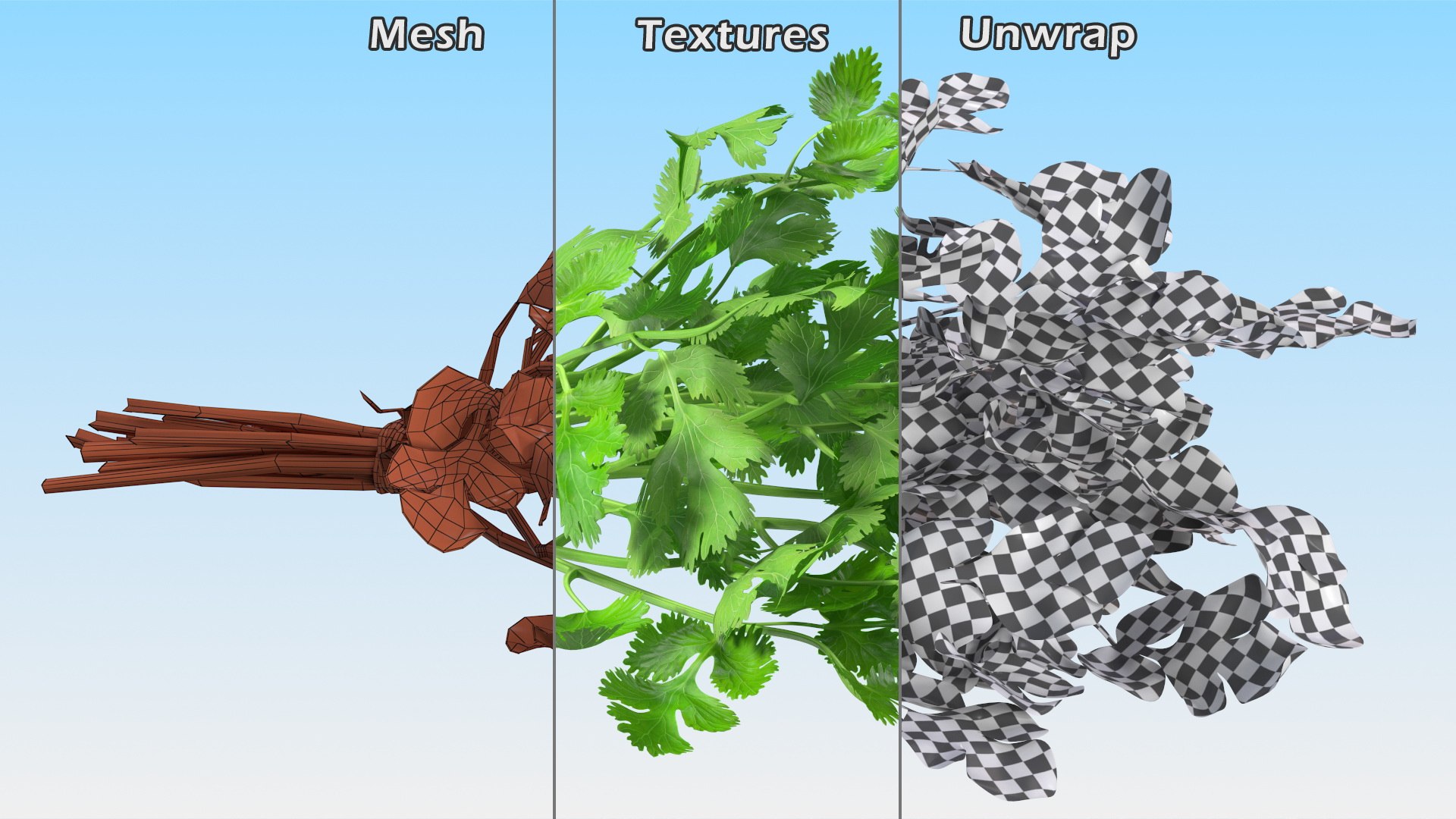 Cilantro Bunch With Rope Fur 3D model - TurboSquid 1886145