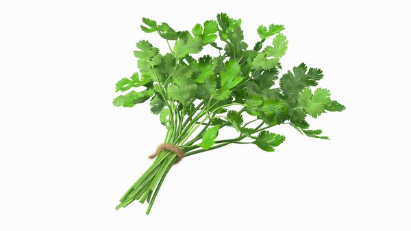 Cilantro Bunch With Rope Fur 3D model - TurboSquid 1886145