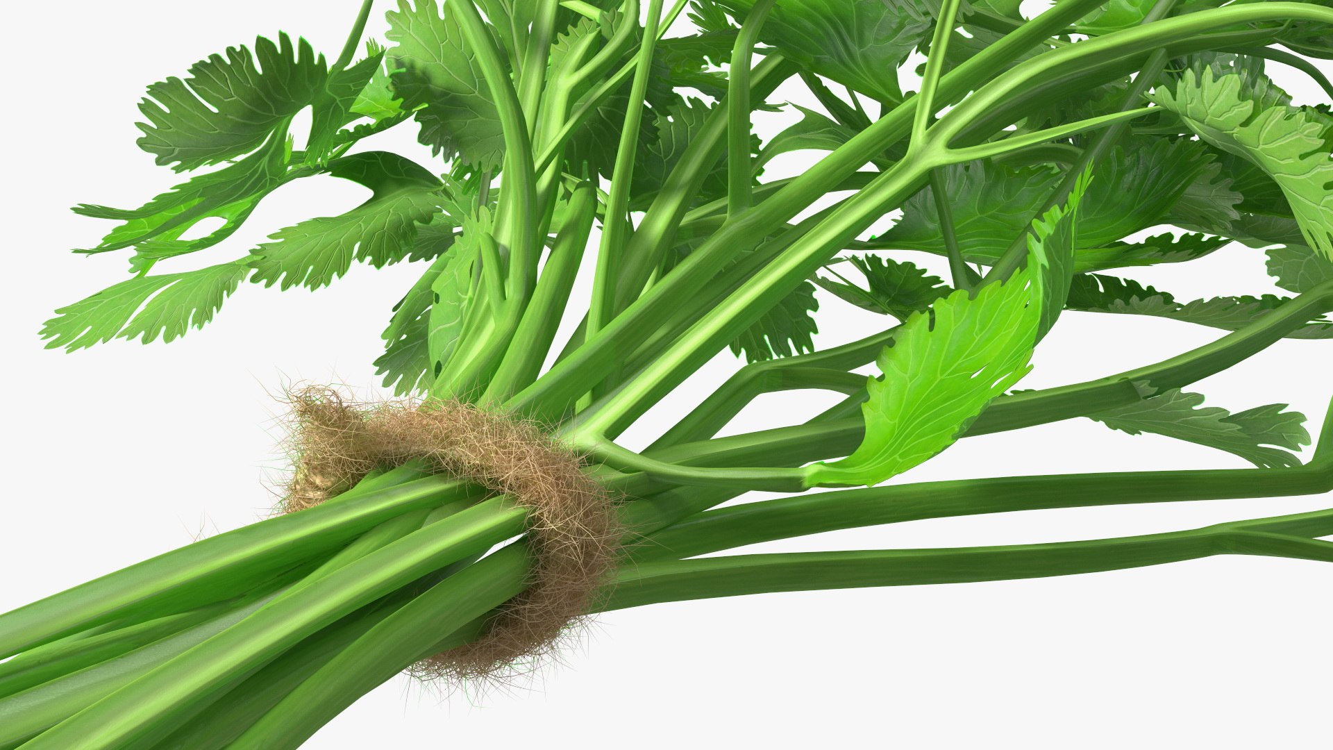 Cilantro Bunch With Rope Fur 3D model - TurboSquid 1886145
