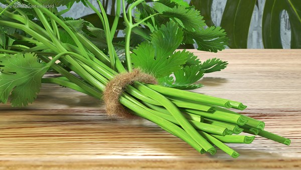 Cilantro Bunch With Rope Fur 3D model - TurboSquid 1886145