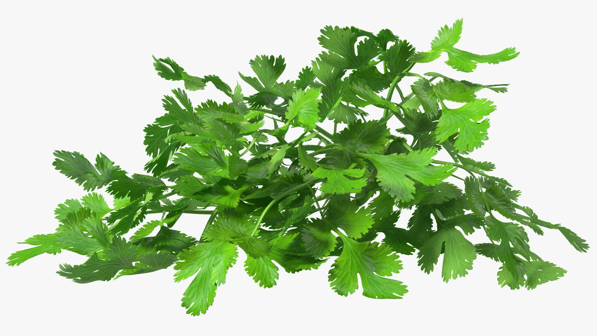 Cilantro Bunch With Rope Fur 3D model - TurboSquid 1886145