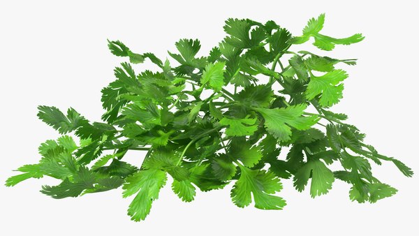 Cilantro Bunch With Rope Fur 3D model - TurboSquid 1886145