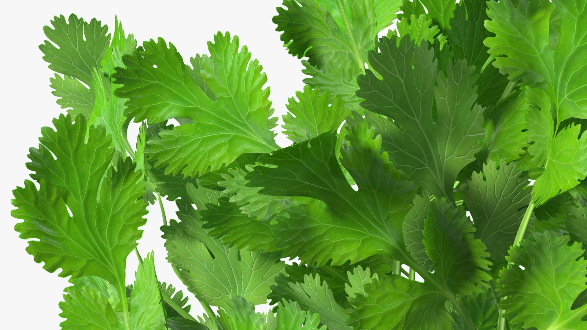 Cilantro Bunch With Rope Fur 3D model - TurboSquid 1886145