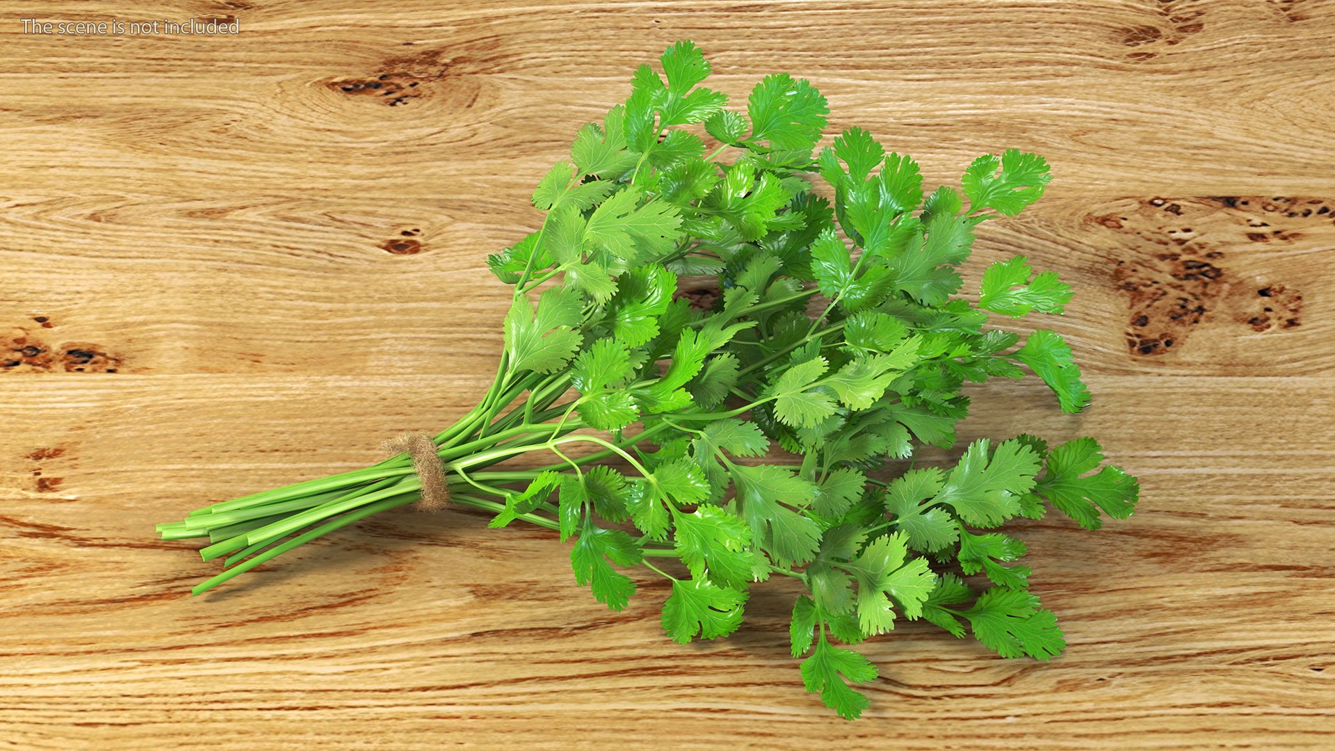 Cilantro Bunch With Rope Fur 3D Model - TurboSquid 1886145