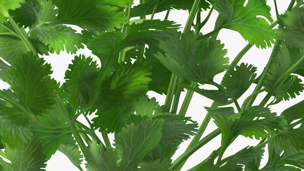 Cilantro Bunch With Rope Fur 3D model - TurboSquid 1886145