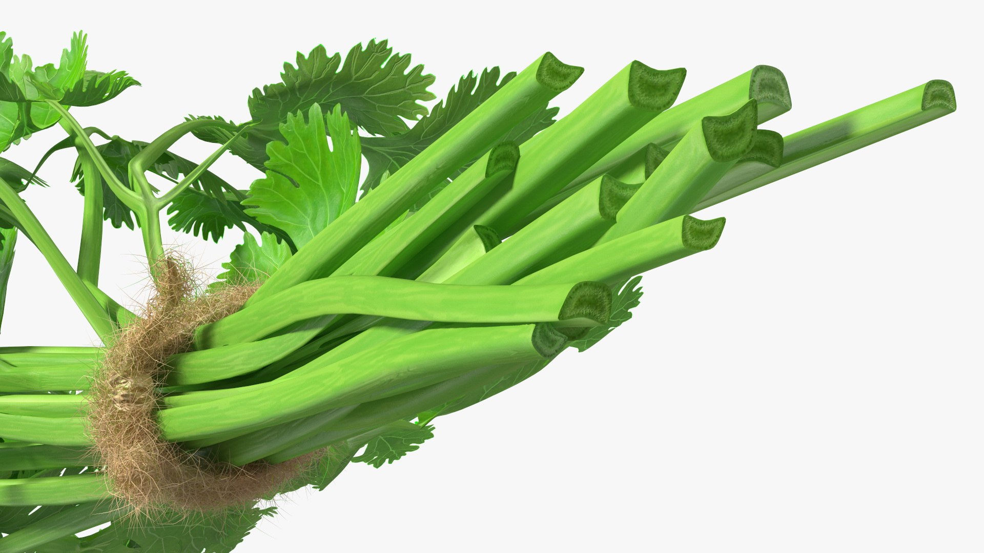 Cilantro Bunch With Rope Fur 3D model - TurboSquid 1886145