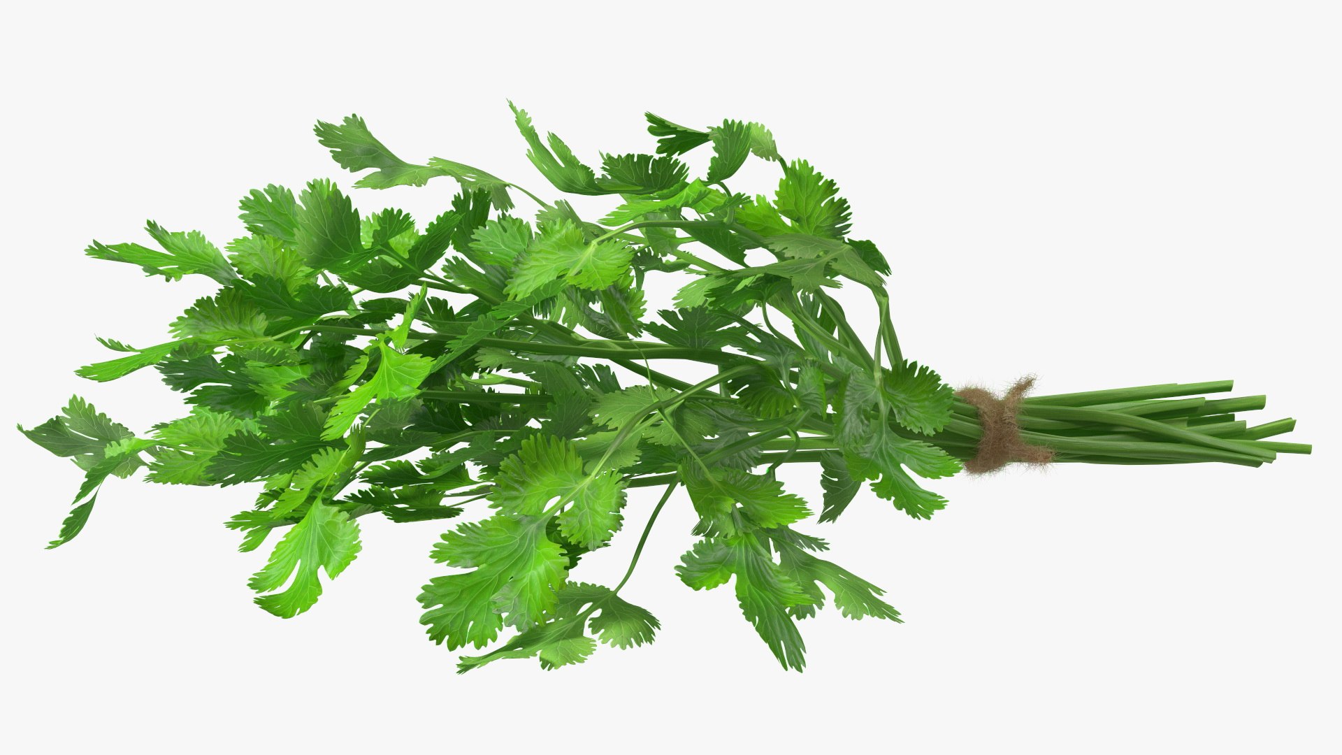 Cilantro Bunch With Rope Fur 3D model - TurboSquid 1886145