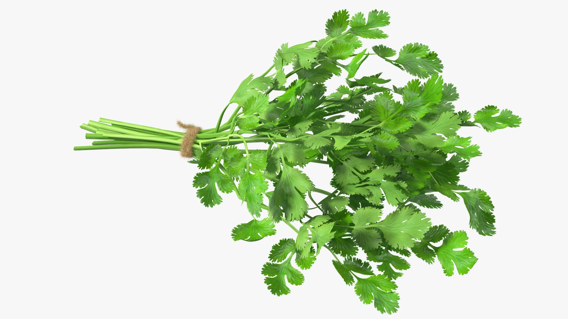 Cilantro Bunch With Rope Fur 3D model - TurboSquid 1886145