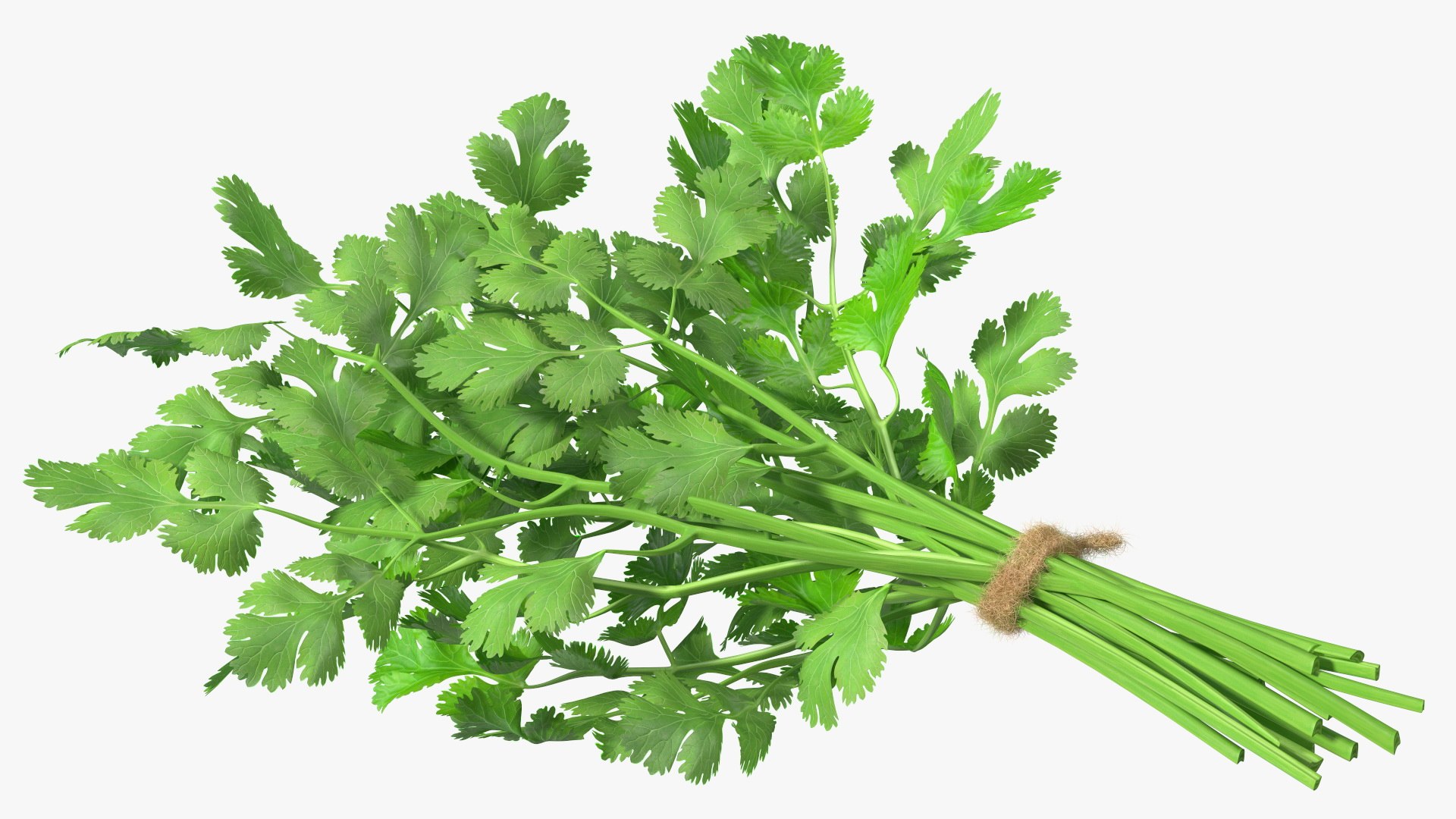 Cilantro Bunch With Rope Fur 3D model - TurboSquid 1886145