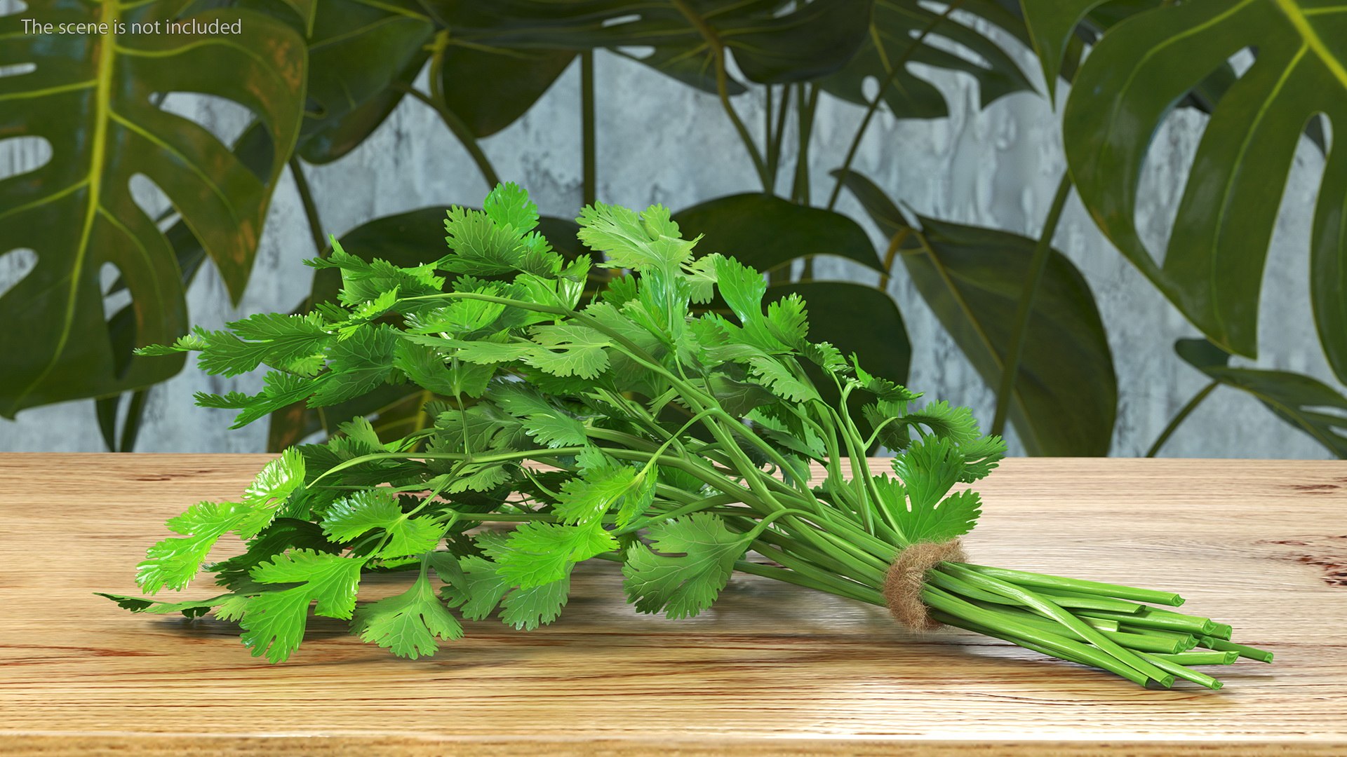 Cilantro Bunch With Rope Fur 3D Model - TurboSquid 1886145
