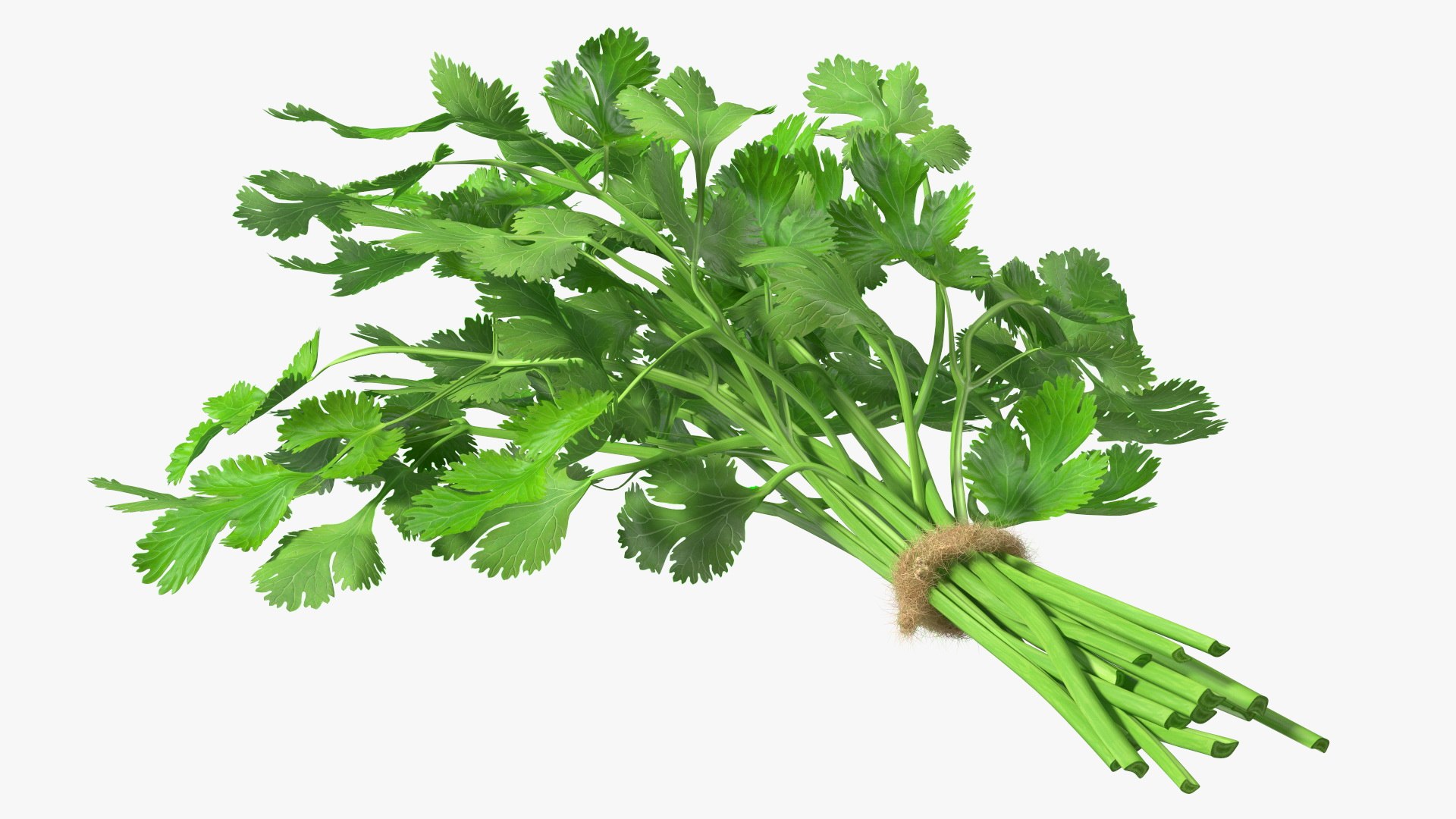 Cilantro Bunch With Rope Fur 3D model - TurboSquid 1886145