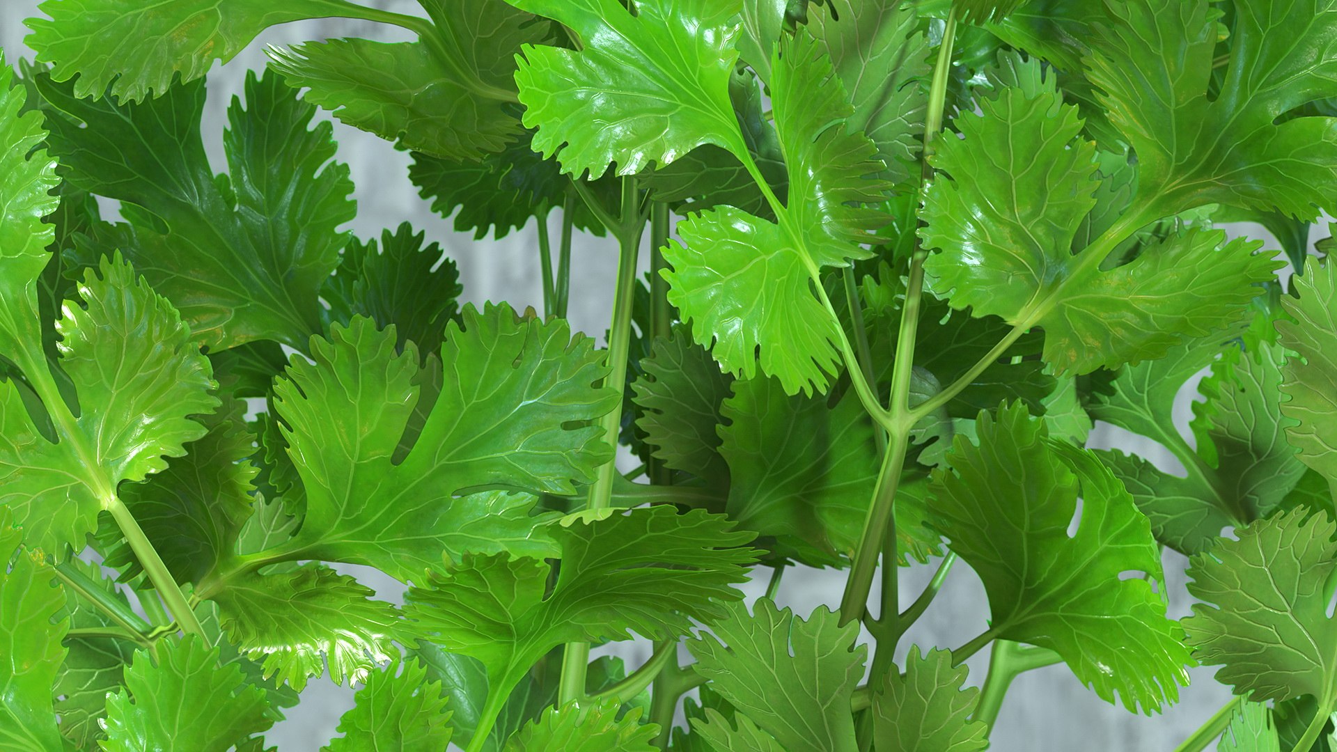 Cilantro Bunch With Rope Fur 3D model - TurboSquid 1886145