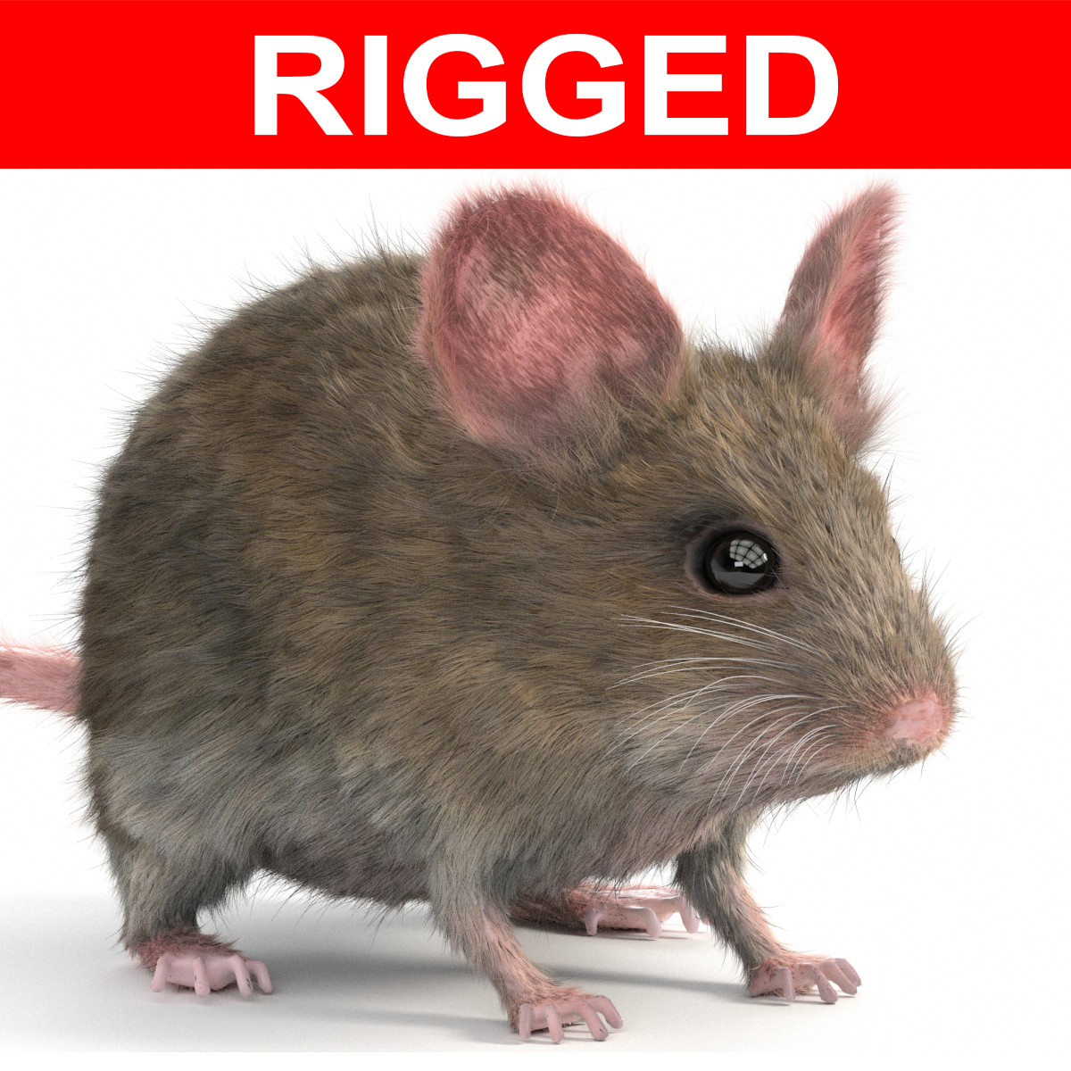 3D rat hair fur rig - TurboSquid 1704612