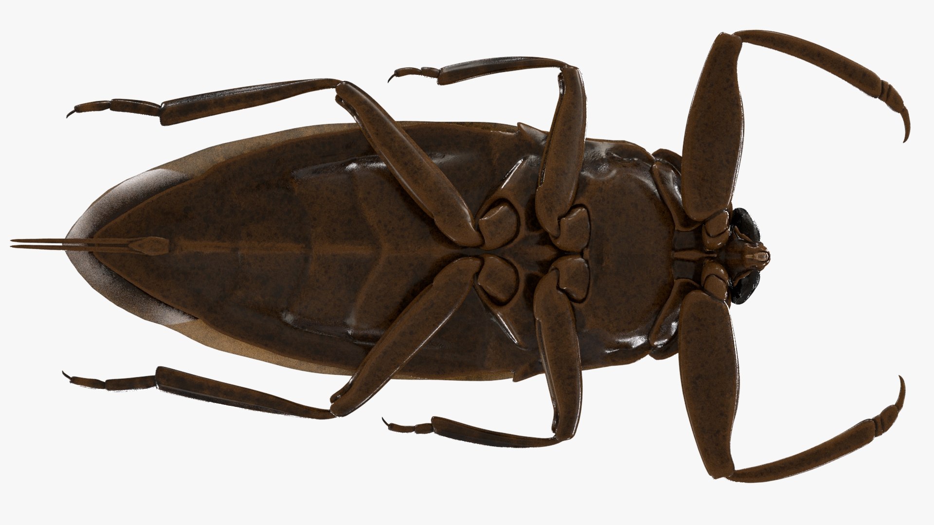 4K Giant Water Bug 3D Model - TurboSquid 2210535