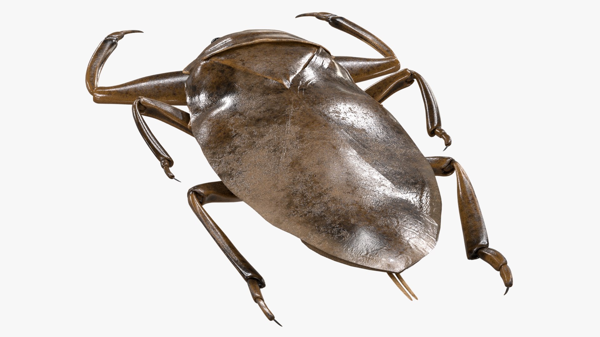 4K Giant Water Bug 3D Model - TurboSquid 2210535